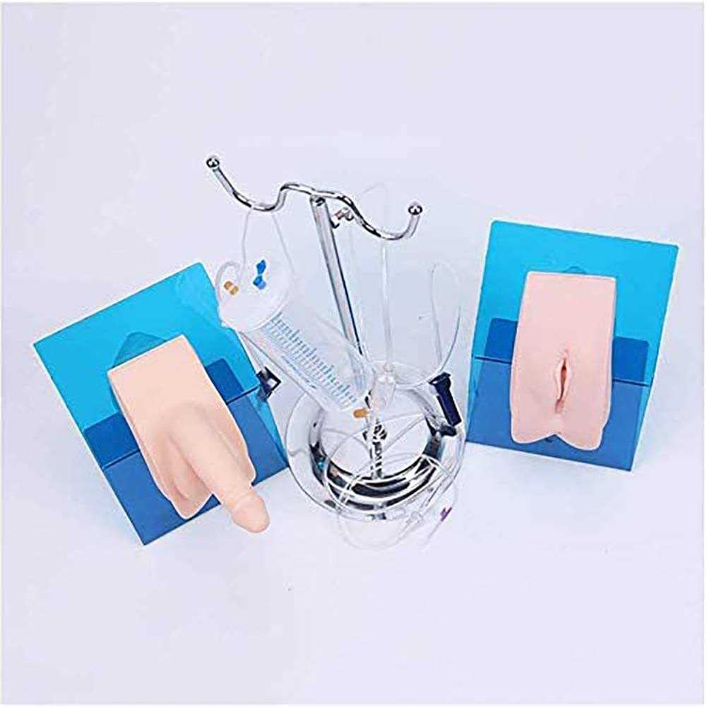 WLKQ Urethral Catheterization Medical Healthcare Model, Medical Practice Traning Model, Female and Male Manikin Teaching Basic Care Simulation Medical for Educational Training Aid