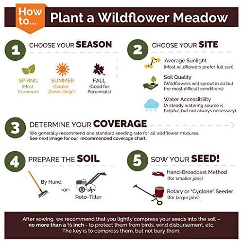 Non GMO Bulk Northeast Wildflower Seed Mix 225,000 Seeds 25 Species of Wildflower Seeds (1/2 Lb)