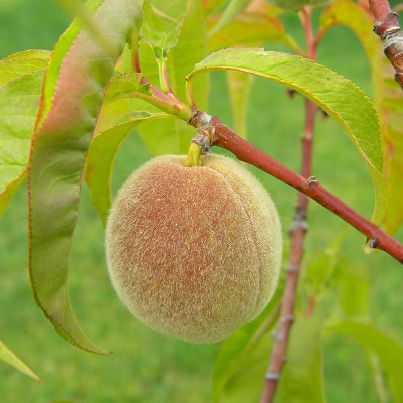 Peach Tree Live Plant, Old Fashioned Peaches Semi Dwarf Variety, 10" - 16"