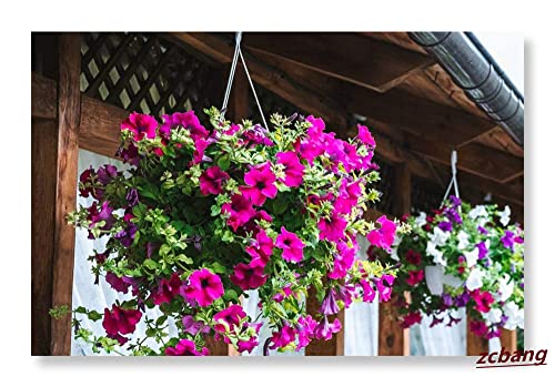 zcbang Petunia Seeds 2000+Pcs 'Colour-Themed Collection'(Rainbow Colors) Perennial Flower Mix Seeds