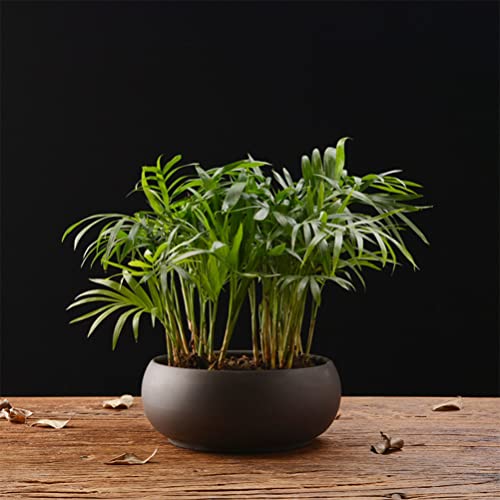 Zerodeko Small Terrarium Purple Sand Succulent Flower Pot Pet Decorations Purple