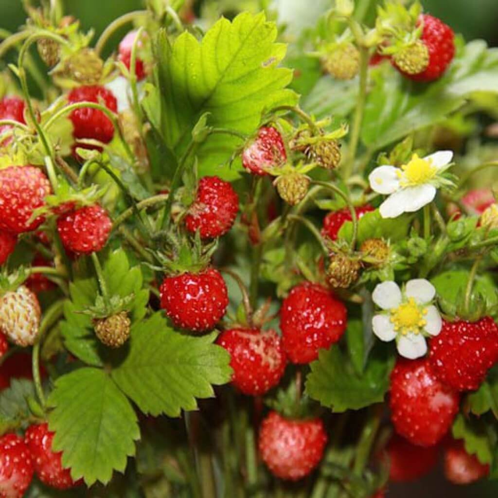 NIKA SEEDS - Fruit Alpine Strawberry Four Seasons Red Everbearing Non GMO for Planting - 100 Seeds