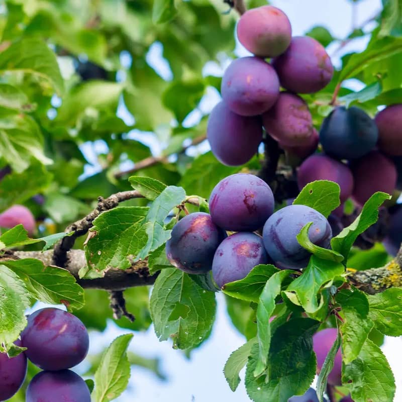 Plum Tree Live Plant Grafted 2 to 3 Ft Tall for Planting, Beauty Plum Plant Live, Cannot Ship to TX, FL, AZ, CA