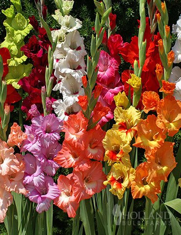 Mixed Gladiolus Flower Bulb Value Bag - 30 Bulbs Per Pack - Mixed Colors - Attracts Butterflies and Hummingbirds