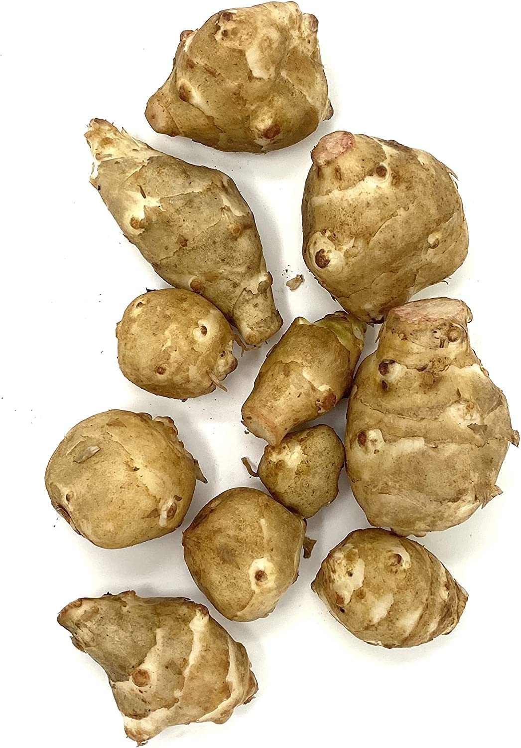 Sunchokes by Greenhouse PCA | 6 Live Jerusalem Artichoke Tubers | Fresh Sunchoke Bulbs for Eating or Planting