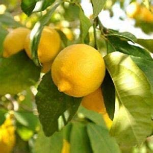 MITRAEE 100 Dwarf Meyer Lemon Tree Seeds