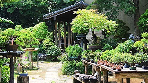 Yamamoto's Organic Concentrated Bonsai Fertilizer - Japan's Favorite - 8oz - No Harsh Chemicals