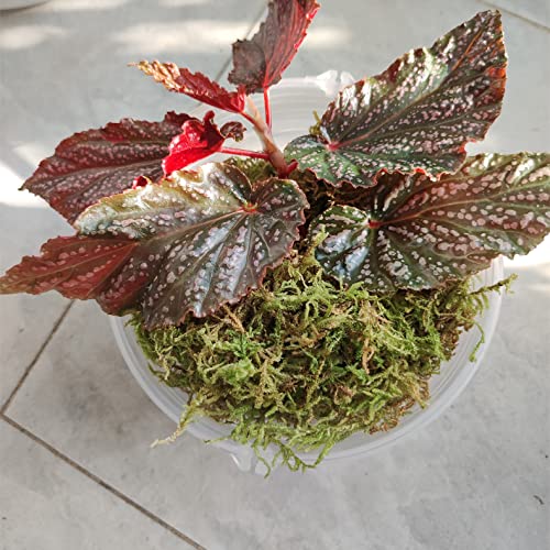 Yilotuce 1 lb Natural Orchid Moss for Potted Plants, Nice Soilless Potting Soil for Seedling and Cutting, Good Idea for Reptile Terrarium, Crafts, Garden Decoration