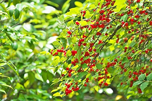 Votaniki Starter Plant Fruiting Red Nanking Cherry Trees Live Plants - Dwarf Cherry Tree Tart Cherry Fruit Tree Bush Cherry Plants Live Dwarf Fruit Trees - Live Fruit Plants Cherry for Planting