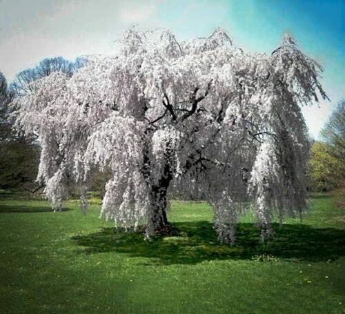 Weeping Cherry Tree - Live Plant - 6-12" Tall Seedling - 3" Pot - Ships Potted - *No Shipping to C.A
