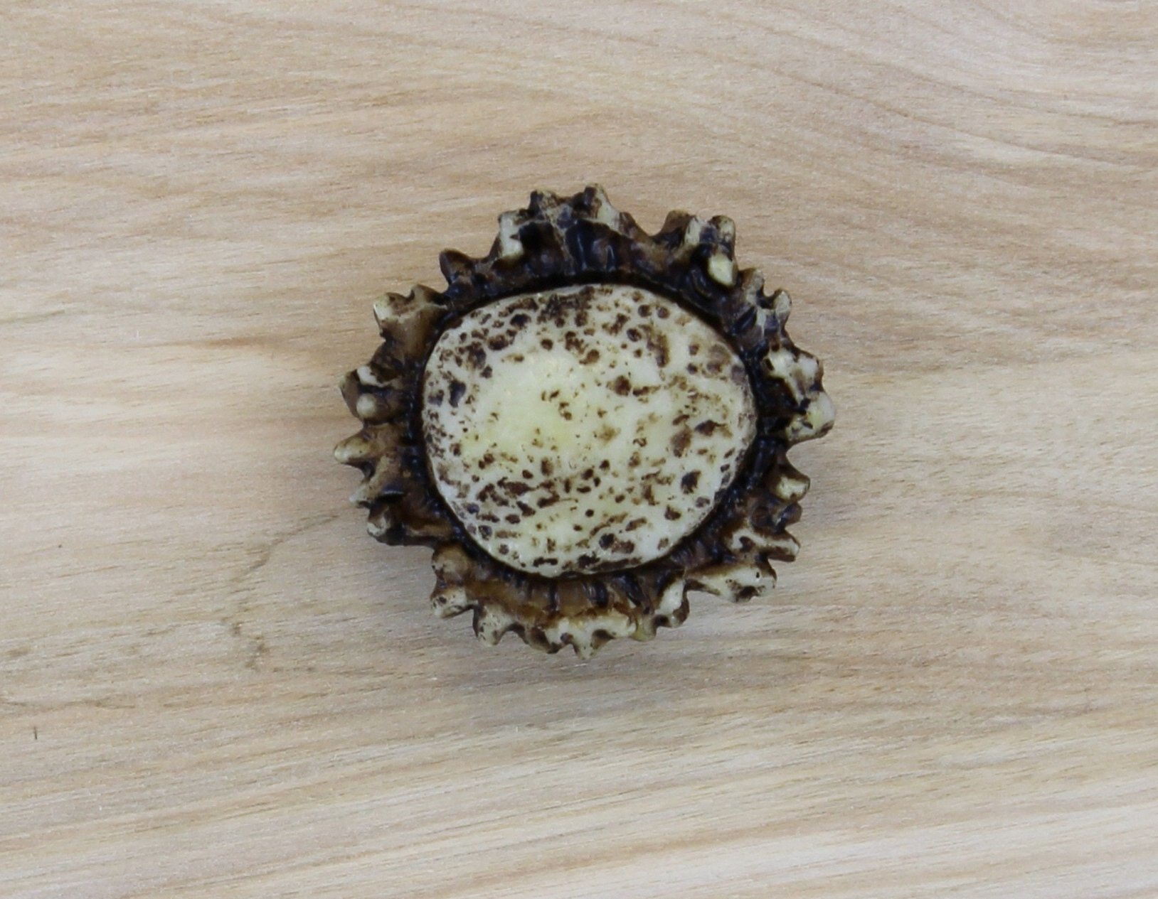 Old River Antler Drawer / Cabinet Knobs (4 Pack) - 2 Sizes of Screws and Washers Included