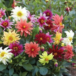 VariaBILIS Dwarf Starlight - 30 semi Grandi Fiori stellati pianta uniforme - NPWS