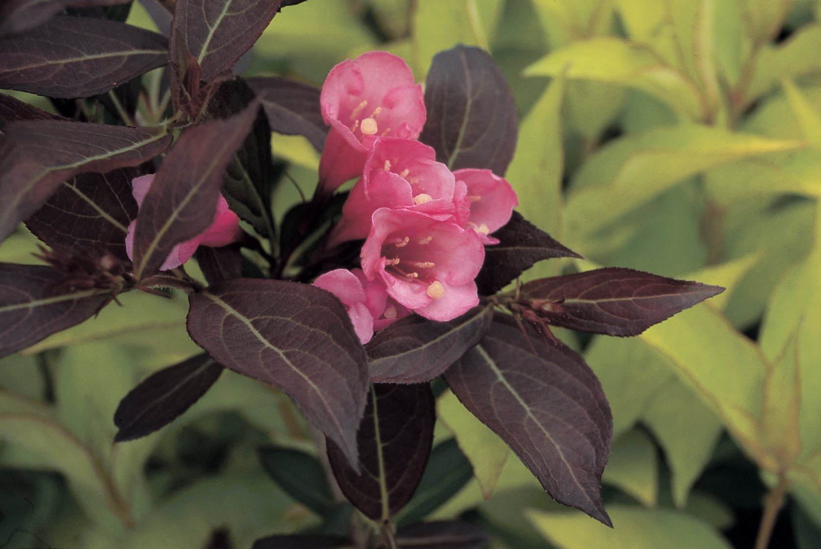 Premier Plant Solutions 10815 Proven Winners Weigela Wine & Roses, 3 Gallon
