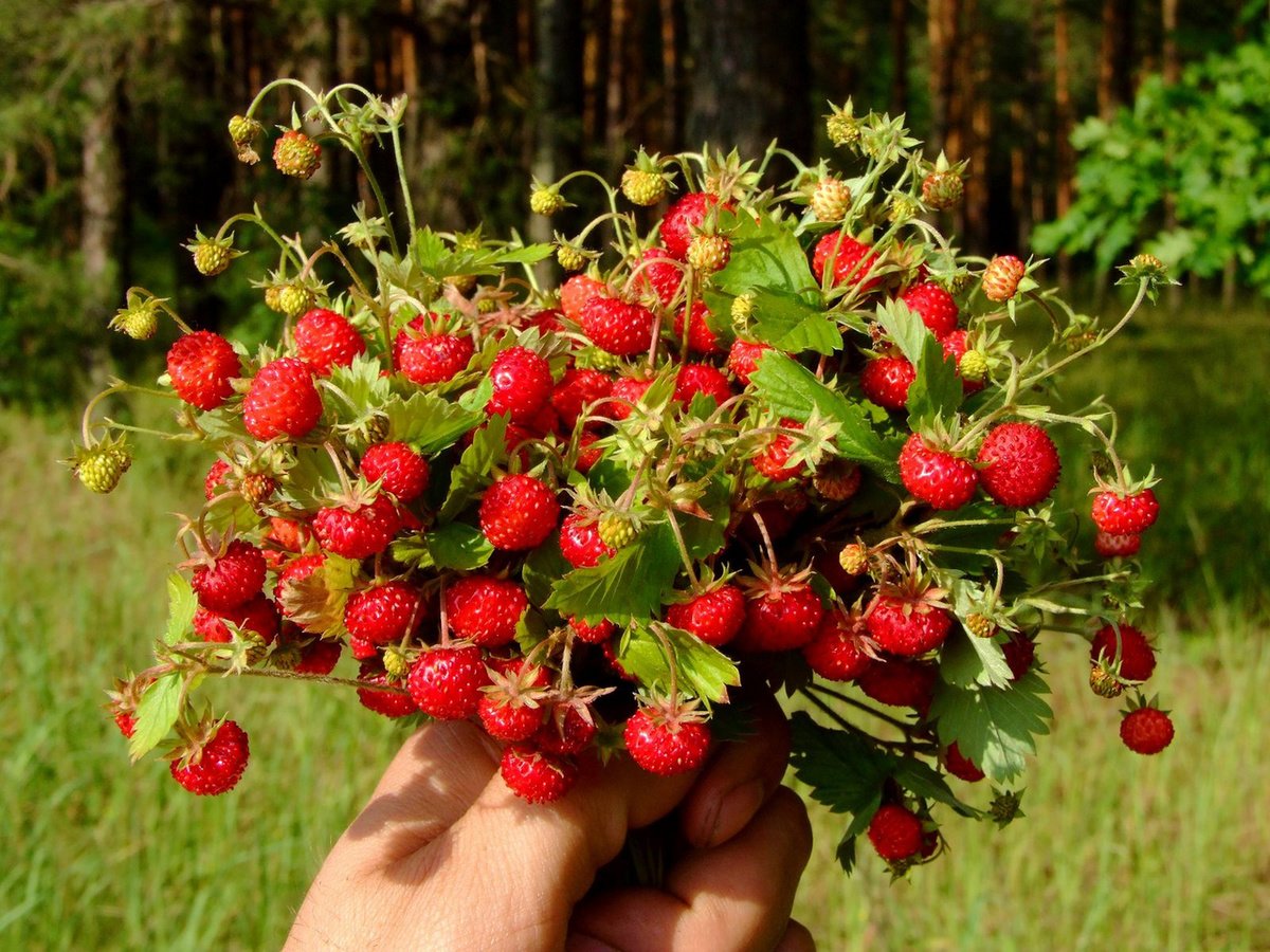 NIKA SEEDS - Fruit Alpine Strawberry Four Seasons Red Everbearing Non GMO for Planting - 100 Seeds