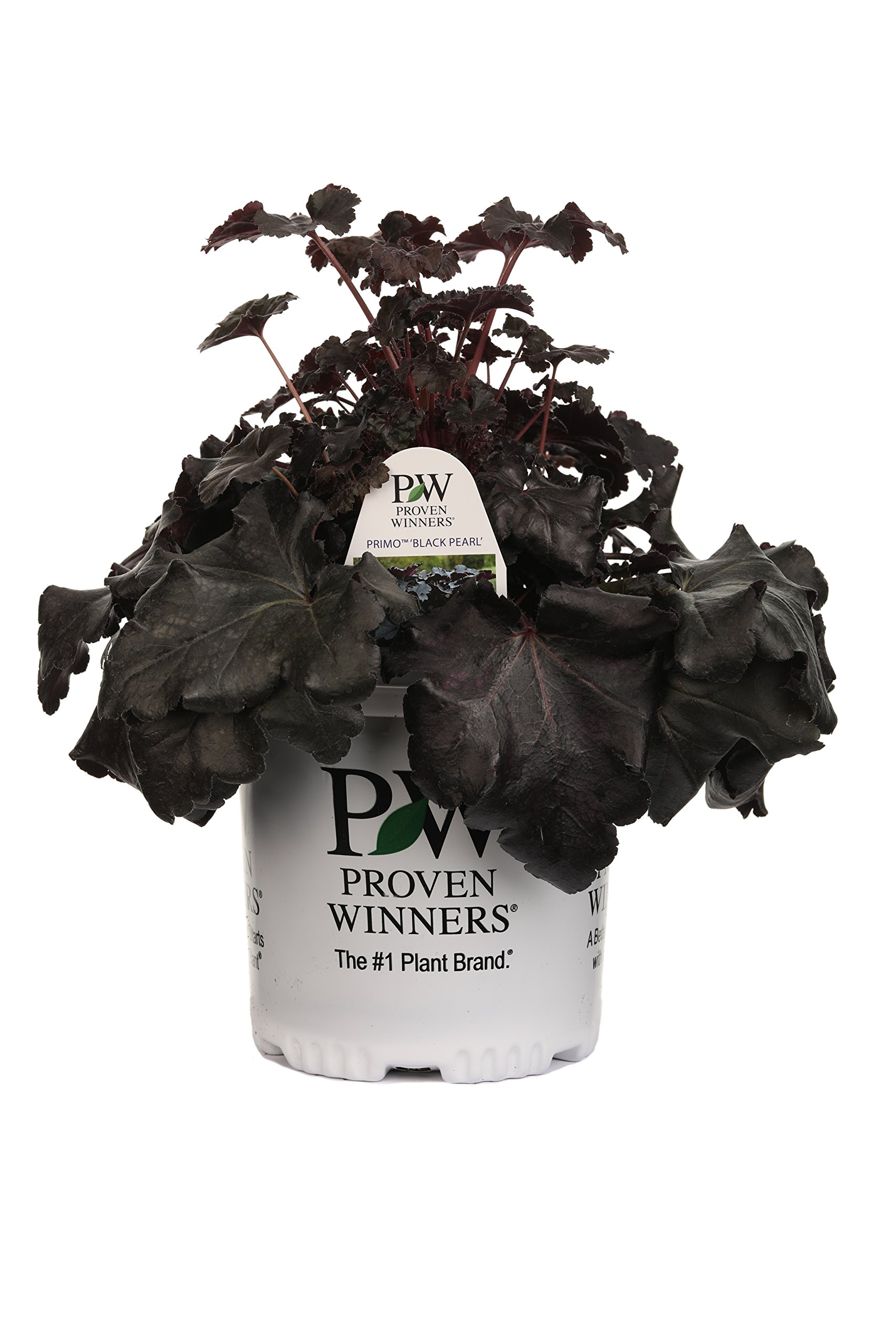 Proven Winners HEUPWP2547103 Mahogany Monster Live Plant, 0.65 Gallon