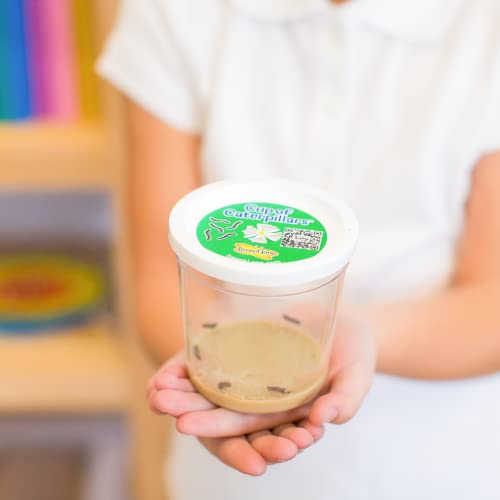 Mini Butterfly Garden Gift Set Two Live Cups of Caterpillars โ Dual Lens Magnifier โ Butterfly Life Cycle Stages