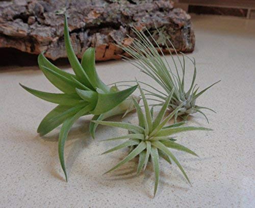 Mini Tillandsia Assortment 3 Pack Air Plants by CTS Air Plants