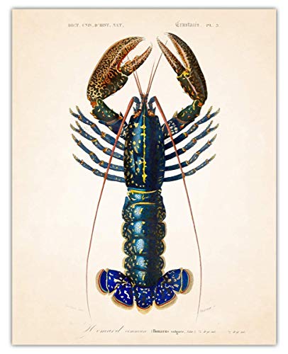 Vintage Crimson Crawfish Illustration Wall Art Print: 11x14 Unframed Wall Poster for Home, Office, Dorm, Bedroom, Studio & Man Cave Room Decor - Chic Home Decor & Creative Housewarming Gift Idea