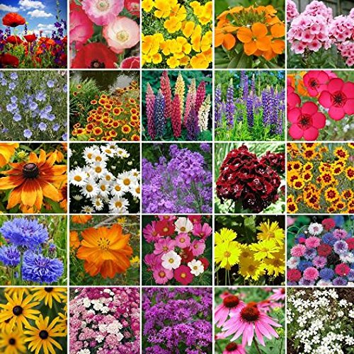 Non GMO Bulk Northeast Wildflower Seed Mix 225,000 Seeds 25 Species of Wildflower Seeds (1/2 Lb)