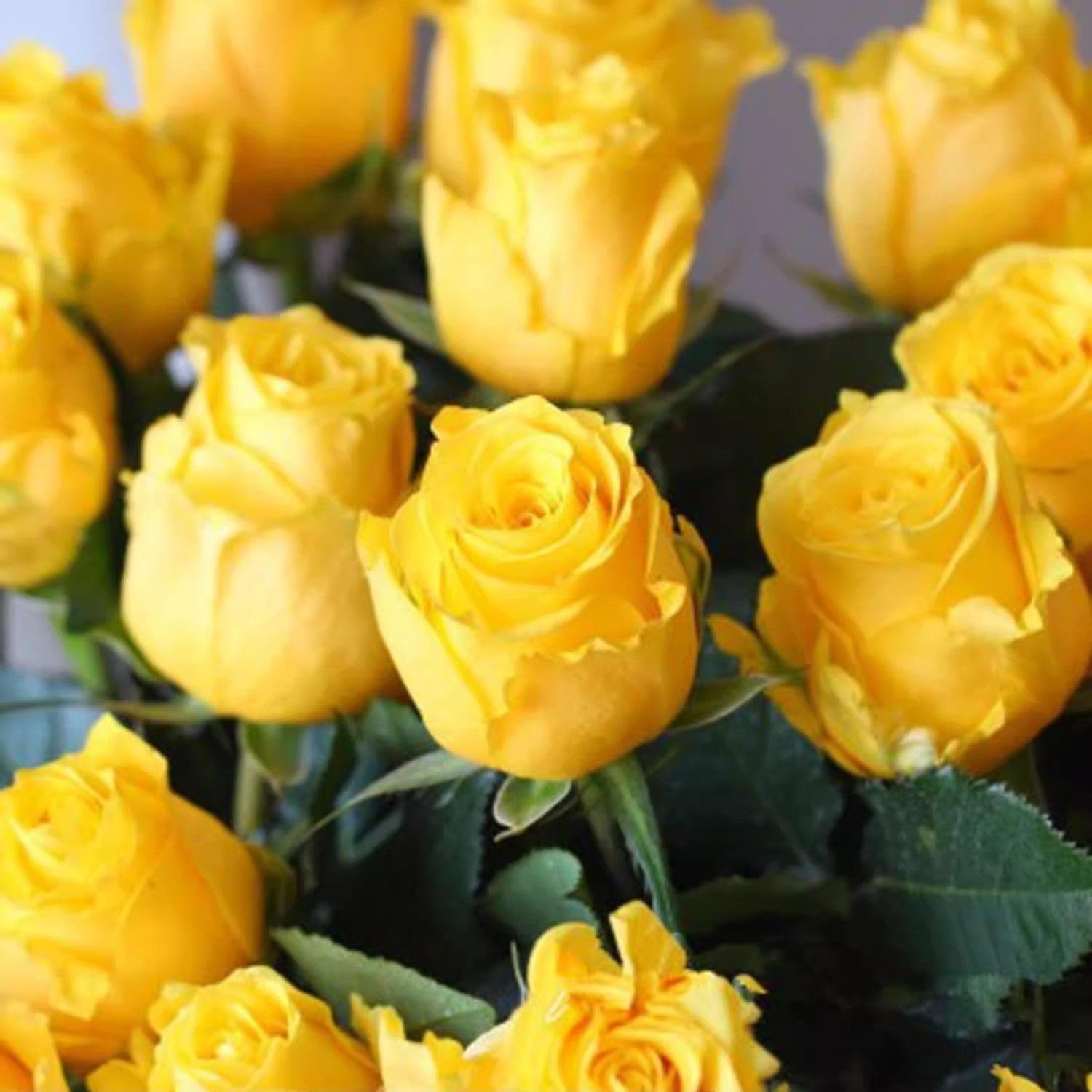 WSIRUYI 2 Live Yellow Rose Plants (Rosa) - 5-7 Inch Tall, Perfect for Yard & Home Garden Decoration - Fast Growing, Low Maintenance