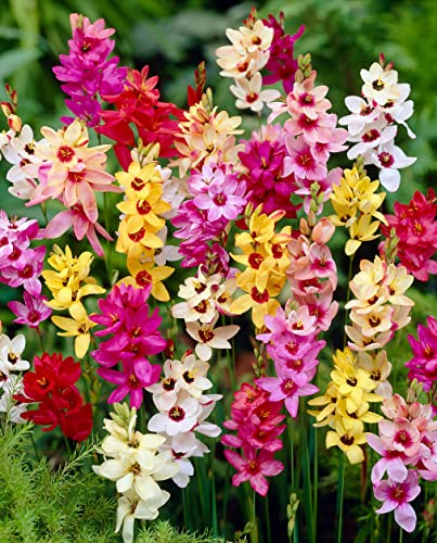 Votaniki African Corn Lily Mix Bulbs - Long Blooming and Easy to Grow, Ixia Mixed Bulbs for Planting - Perennial Lily Flower | Unique and Showy Flowers for Borders, Beds and Cut Flower (12 Pack)