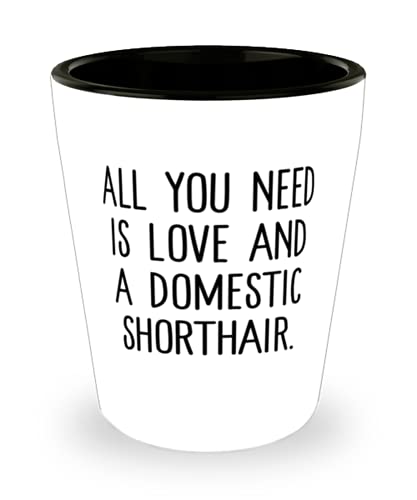 Unique Idea Domestic Shorthair Cat Shot Glass, All You Need is Love and a Domestic Shorthair., Brilliant for Friends, Birthday
