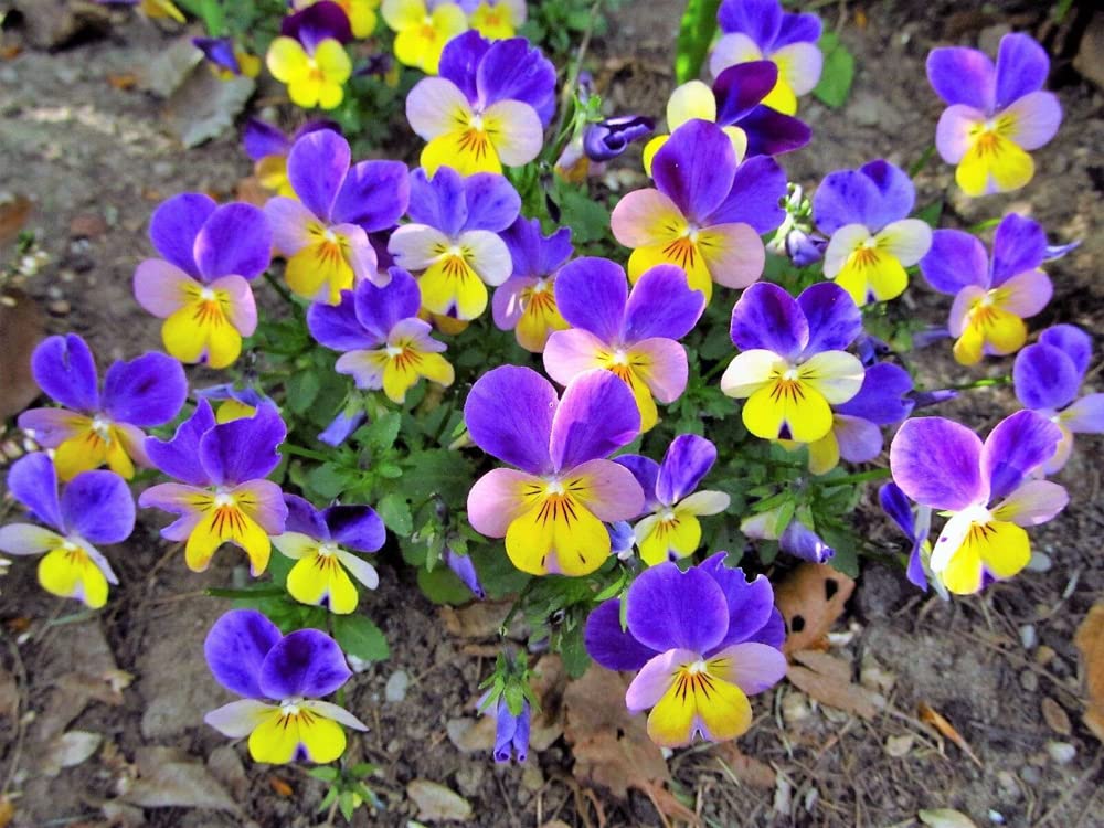 MOCCUROD 200 Johnny Jump Up Viola Tricolor Violet Flower Seeds