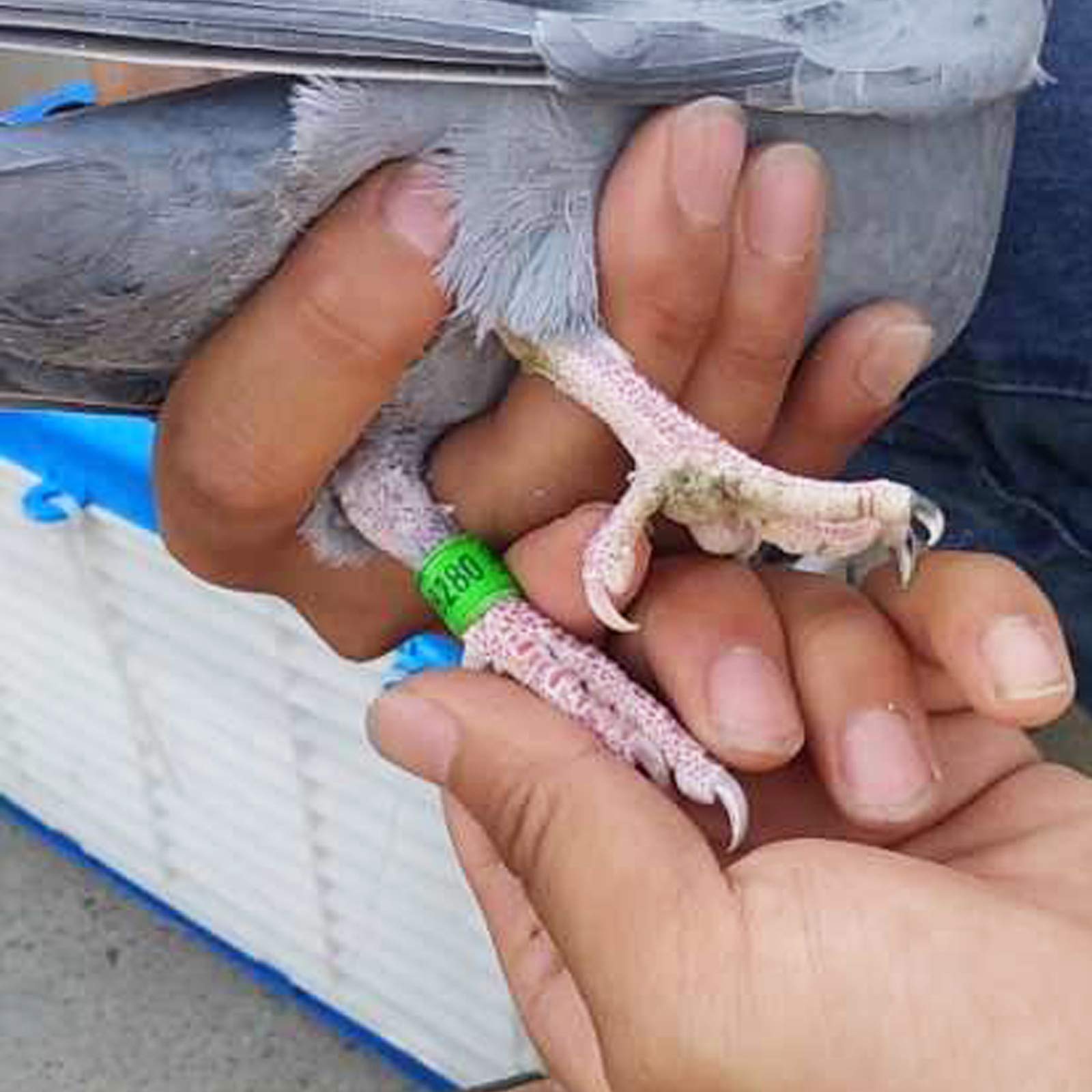Pigeon Ring Customized Pigeon Band Personal Print 2021 Pigeon Foot Ring Leg ring Leg band 100pc