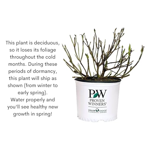 Proven Winner Double Play Doozie Spirea, 2 Gal, Red to Purple Flowers