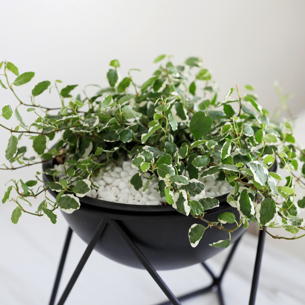Roomnhome Mono Plant pot stander with Iron Frame and Plastic Pot Holder(D-type/5"/Black)