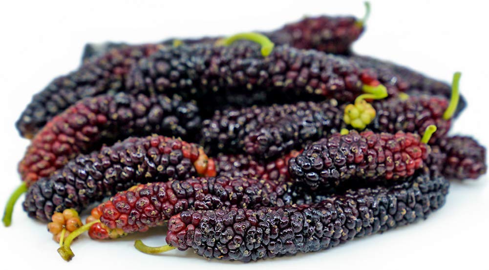 Pakistan Long Mulberry Tree - Morus Macroura Long Mulberry - Live Plant Not Dwarf