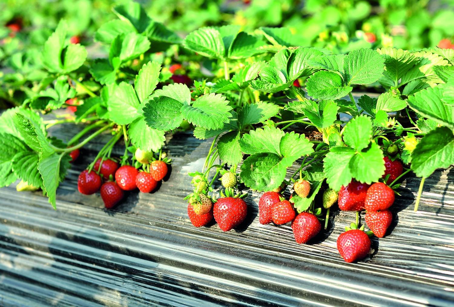NIKA SEEDS - Fruit Alpine Strawberry Four Seasons Red Everbearing Non GMO for Planting - 100 Seeds