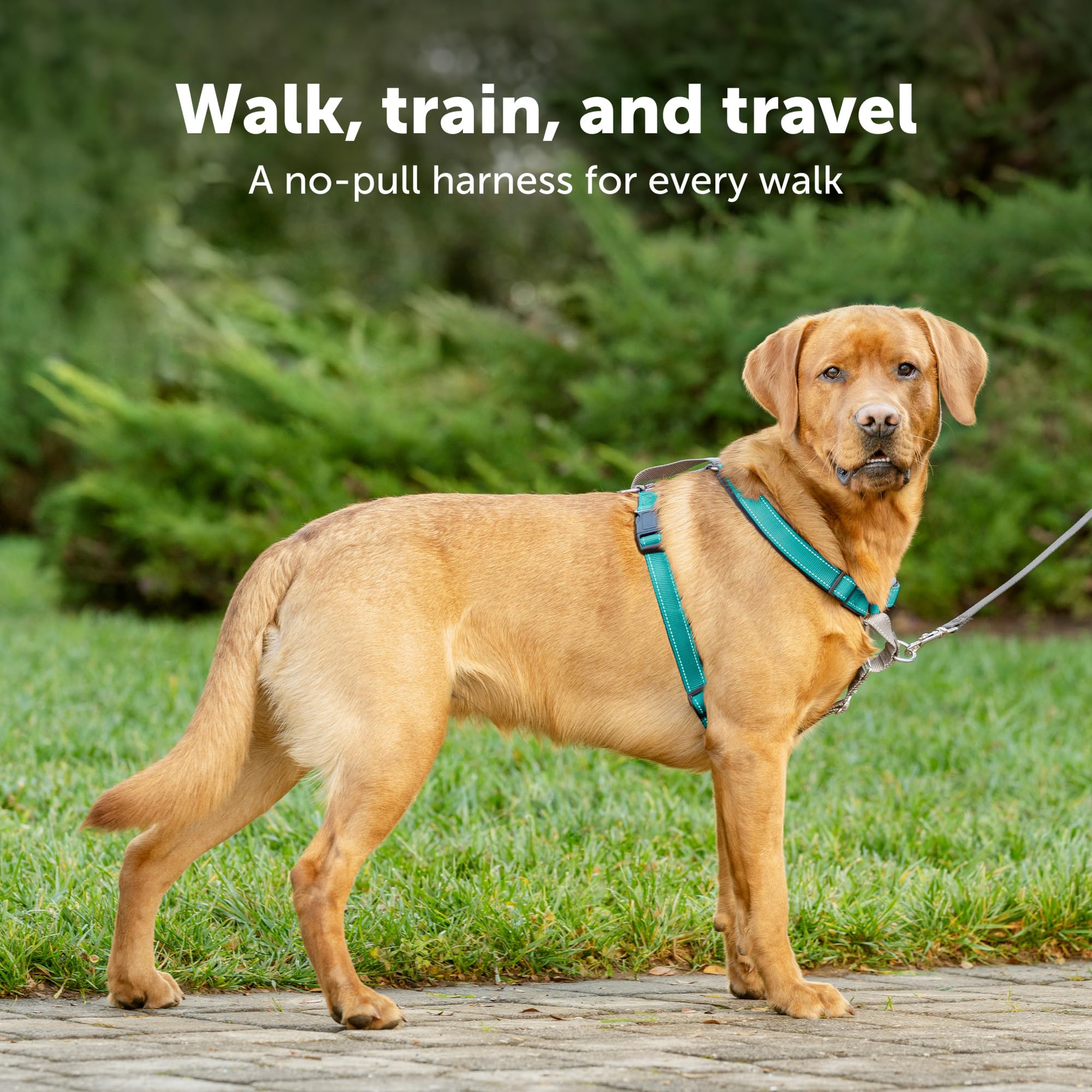 PetSafe 3 in 1 Dog Harness - No Pull Solution for Dogs - Reflective Dog Harness - Front D-Ring Clip Helps Stop Pulling - Comfortable Padded Straps - Top Handle Enhances Control - Plum - Extra Small
