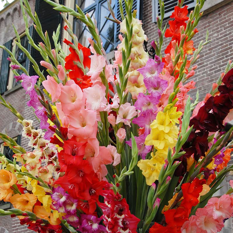 Mixed Gladiolus Flower Bulb Value Bag - 30 Bulbs Per Pack - Mixed Colors - Attracts Butterflies and Hummingbirds