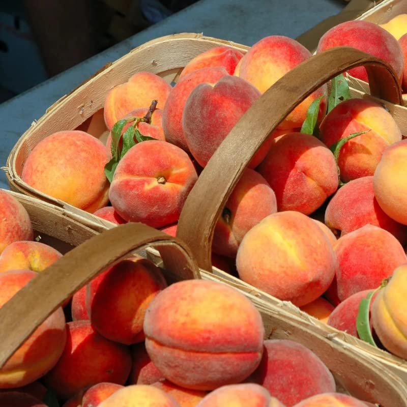 Peach Tree Live Plant, Old Fashioned Peaches Semi Dwarf Variety, 10" - 16"