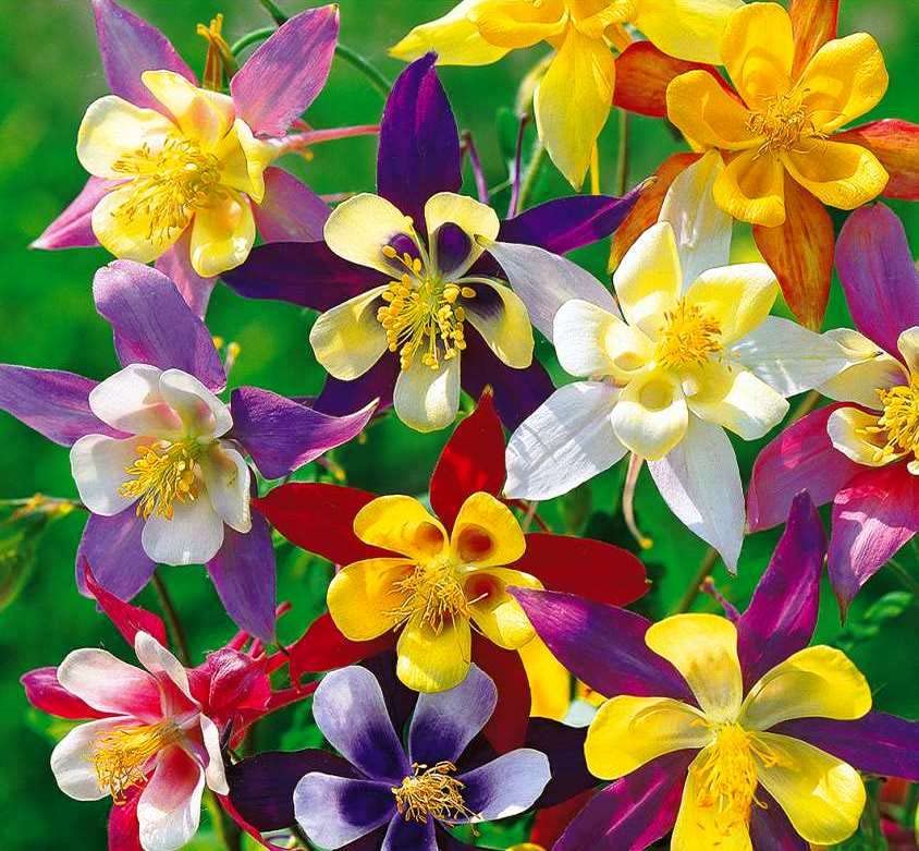 RAISE ME UP: Seeds Columbine Mix Aquilegia Perennial Flowers