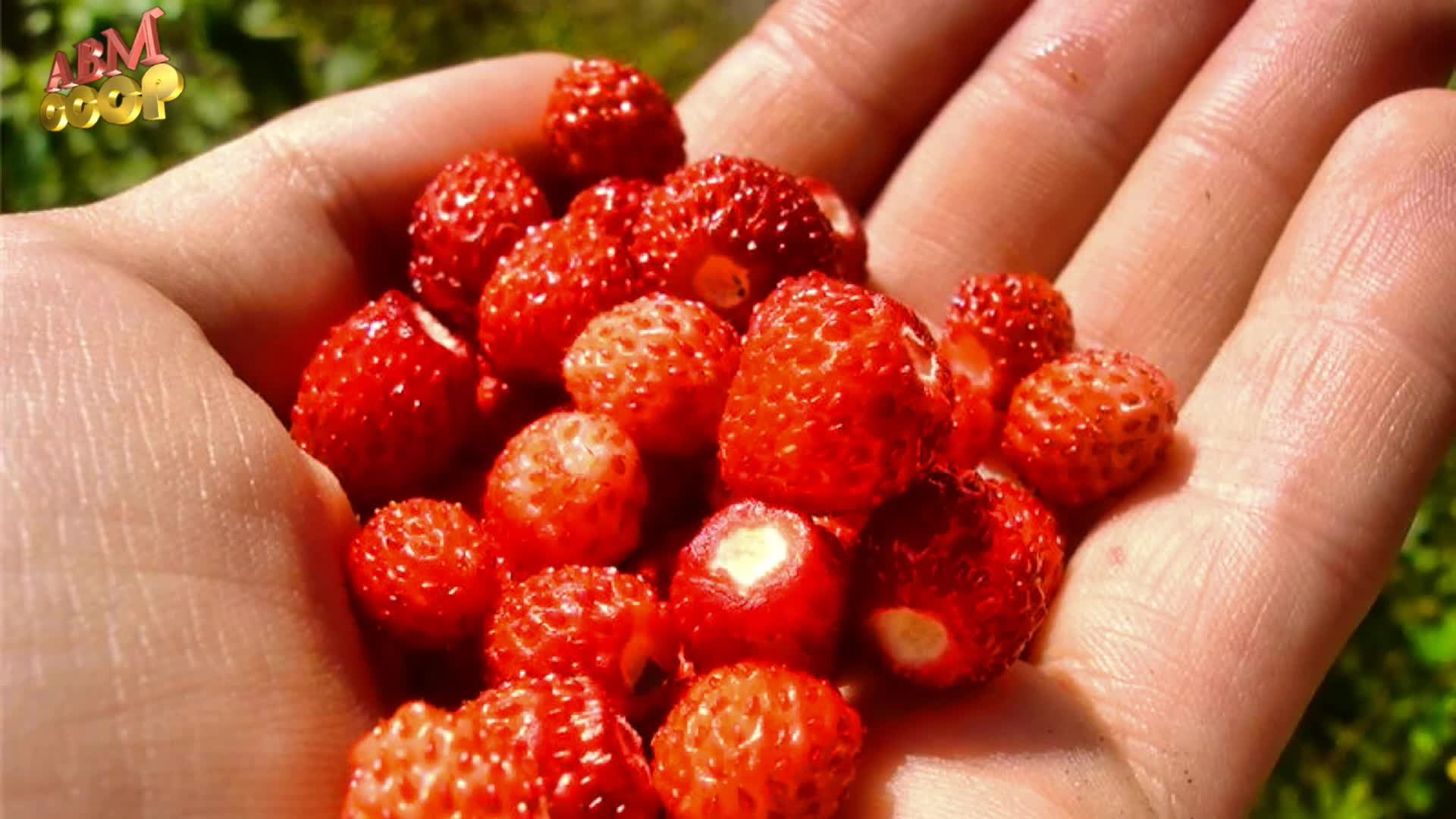 NIKA SEEDS - Fruit Alpine Strawberry Four Seasons Red Everbearing Non GMO for Planting - 100 Seeds