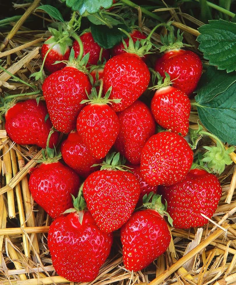 NIKA SEEDS - Fruit Alpine Strawberry Four Seasons Red Everbearing Non GMO for Planting - 100 Seeds