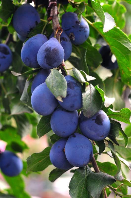 Plum Tree Live Plant Grafted 2 to 3 Ft Tall for Planting, Beauty Plum Plant Live, Cannot Ship to TX, FL, AZ, CA