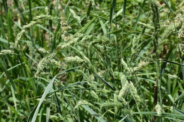 Nibbles All Natural Guinea Pig Orchard Grass Hay 7lbs