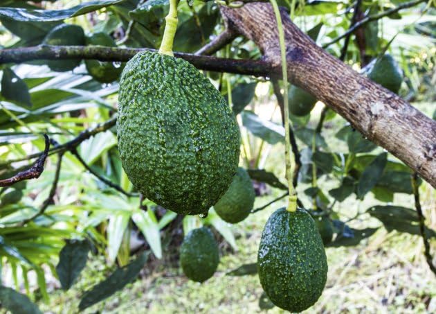 One Live Plant of HASS Avocado Tree - 1 to 2 Feet Tall - Grow Your Own Avocado - Grow Backyard Fruit Trees