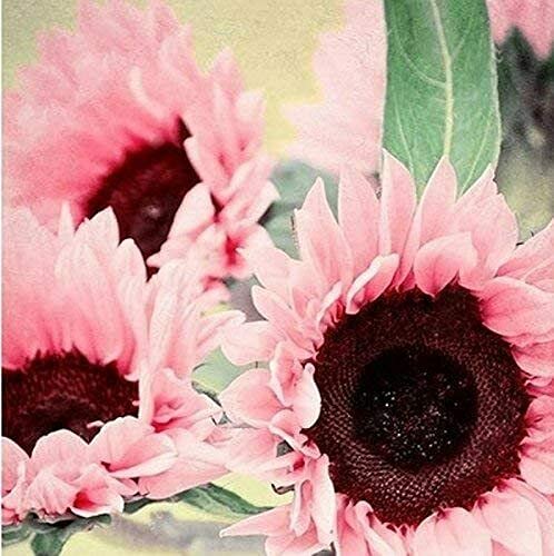 TricaStore 50 Bright Pink Sunflower Seeds Plants Garden Planting