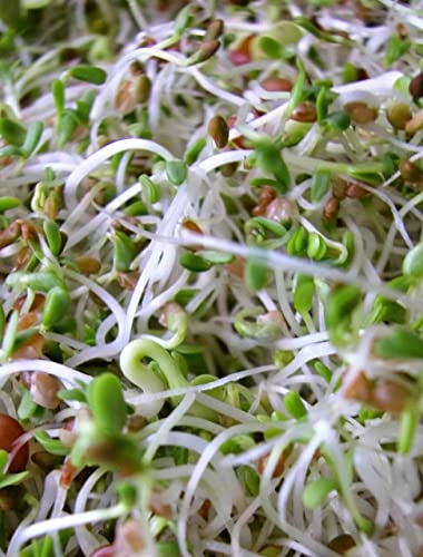 Todd's Seeds Broccoli and Friends Sprouting Seed Mix: Broccoli, Crimson Clover, Red Radish, Alfalfa, Non-GMO, Chemical Free, High Germination (1/4 Pound)