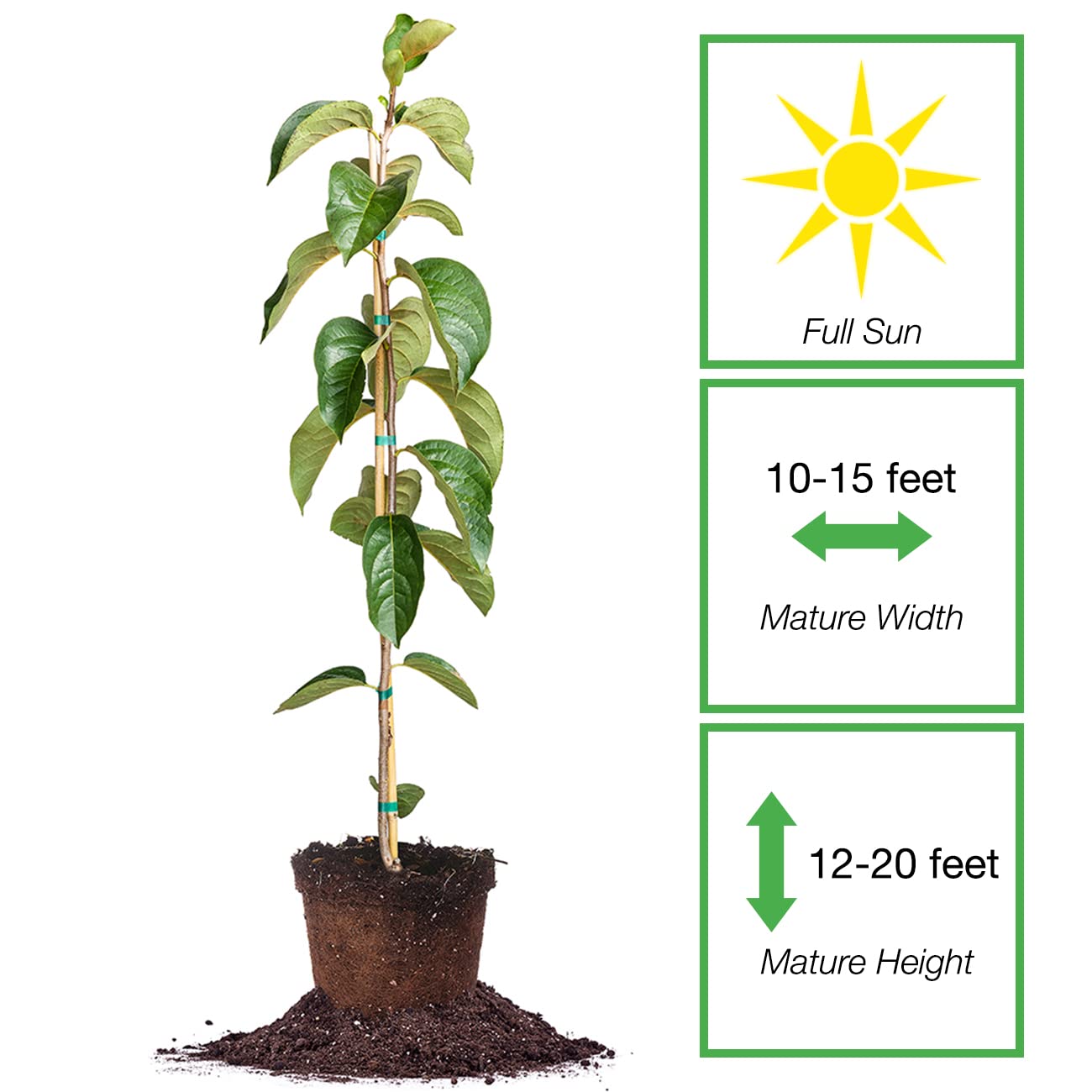 PERFECT PLANTS Hachiya Persimmon Tree 4-5 Feet | Live Outdoor Plant for Sweet Fruits | Tropical & Exotic Fruit Trees | Fast Growing Tree with Beautiful Fall Colors
