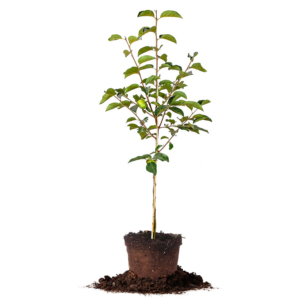 PERFECT PLANTS Fuyu Asian Persimmon Tree Live Plant, Produces Fruit, 4-5 ft, Green