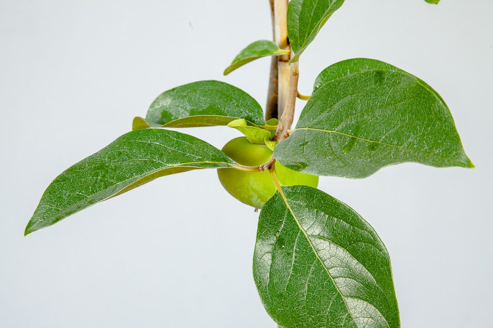 PERFECT PLANTS Fuyu Asian Persimmon Tree Live Plant, Produces Fruit, 4-5 ft, Green