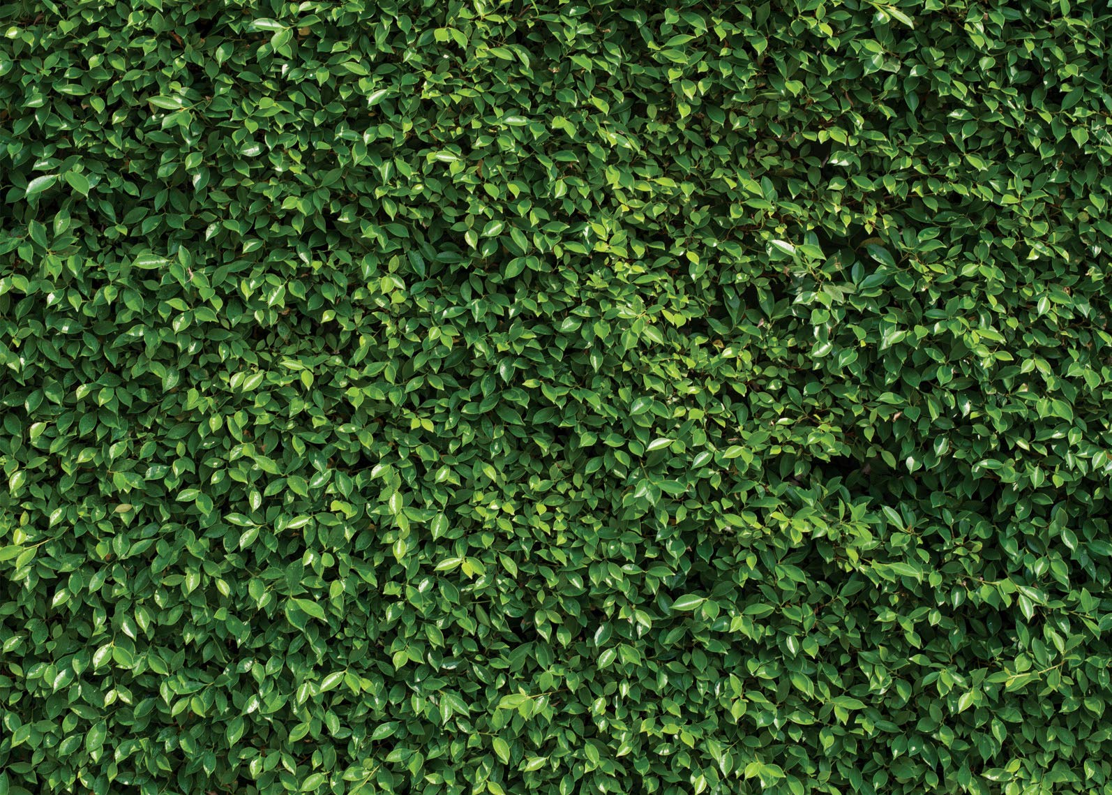 SJOLOON Green Leaves Backdrop Grass Backdrop Natural Green Lawn Party Photography Backdrop Birthday Newborn Baby Lover Wedding Photo Studio Props 10923 (10x8FT)