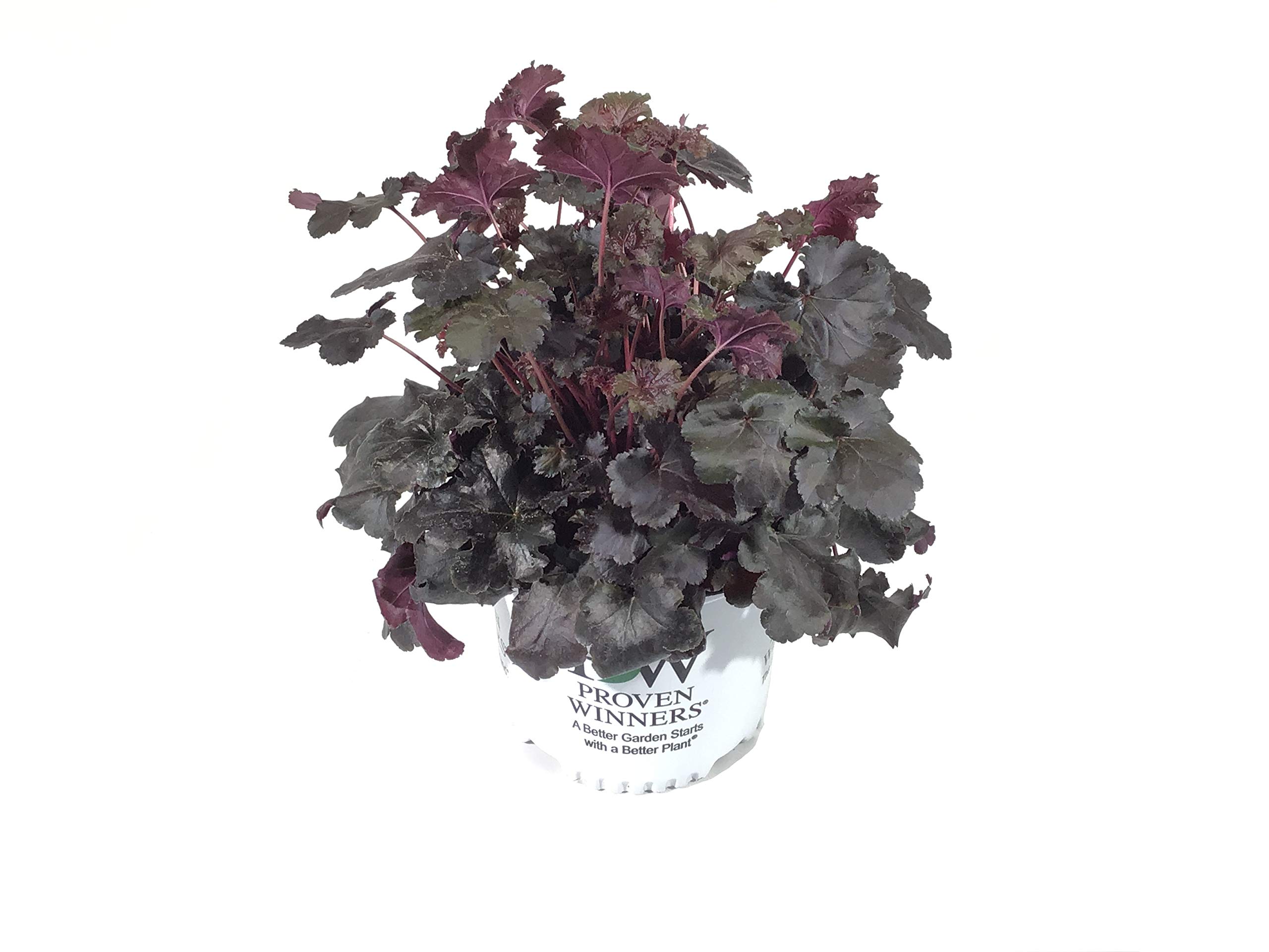 Premier Plant Solutions 20903 Proven Winners Coral Bells (Heuchera) Black Pearl, 19cm