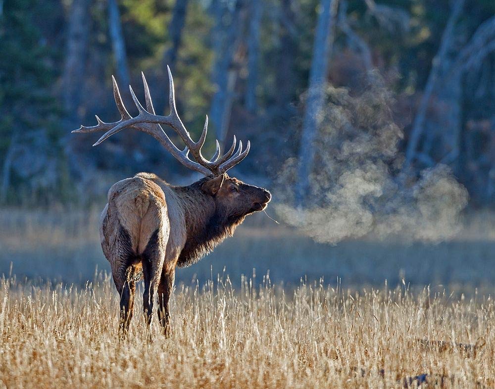 Posterazzi Collection PDXLF1004SMALL Bull elk Poster Print by Larry McFerrin (10 x 8)