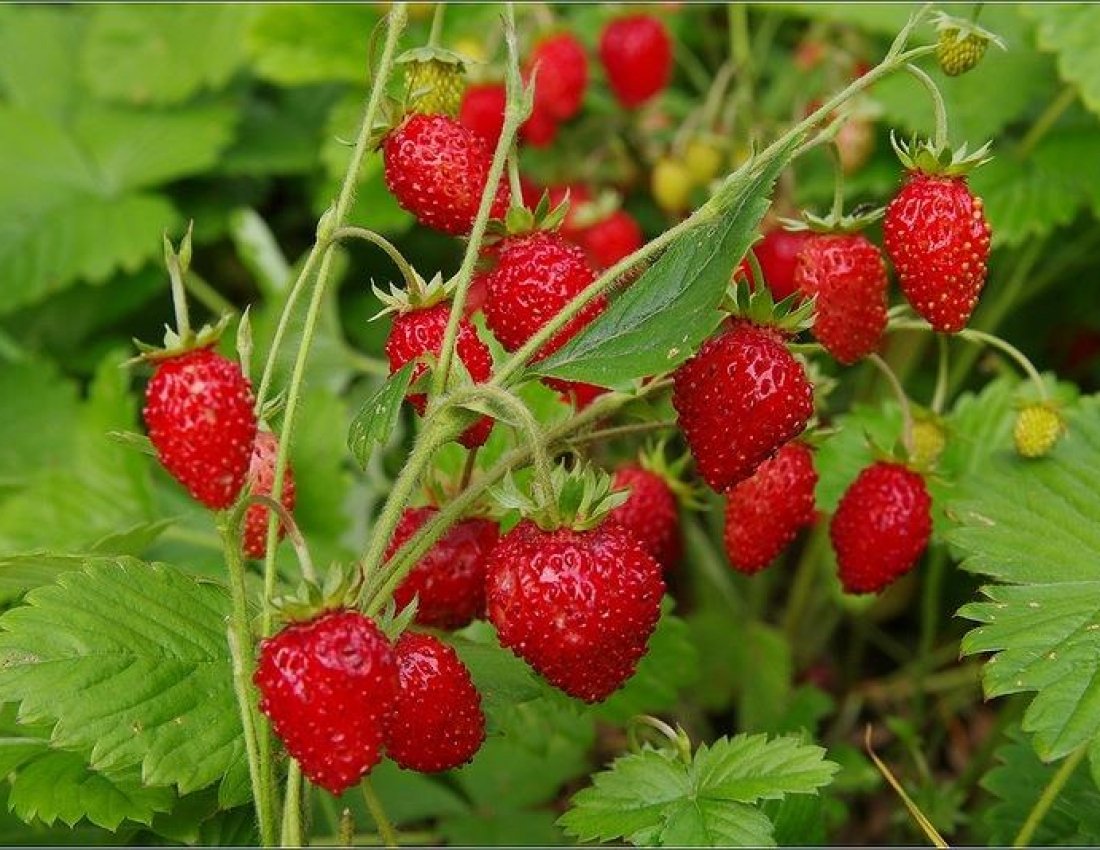 NIKA SEEDS - Fruit Alpine Strawberry Four Seasons Red Everbearing Non GMO for Planting - 100 Seeds